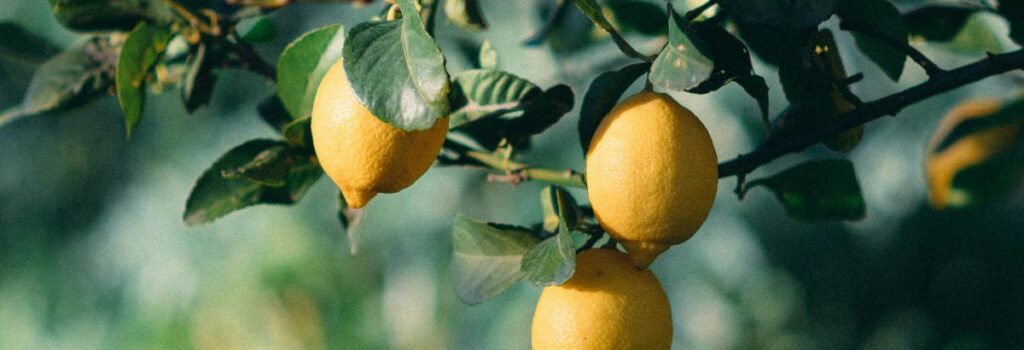 Citron - Citrus limon (Rutacées)