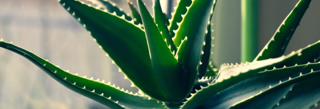 L’Aloe Vera : une plante aux multiples bienfaits et propriétés pour cheveux
