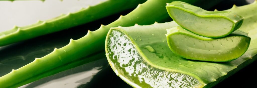 L’Aloe Vera : une plante aux multiples bienfaits et propriétés pour cheveux