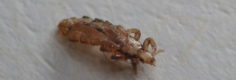 Lice and hair: complete guide and action plan to get rid of them for ...